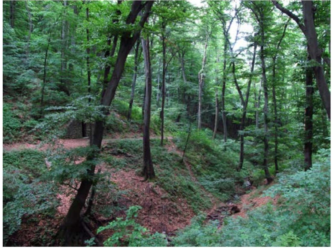 Sessile oak (quercus petraea matt.), dominated the forest