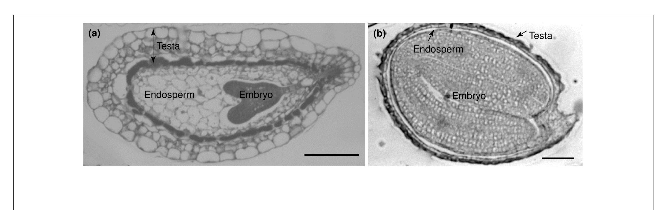 The arabidopsis seed is composed of an embryo, an endosperm