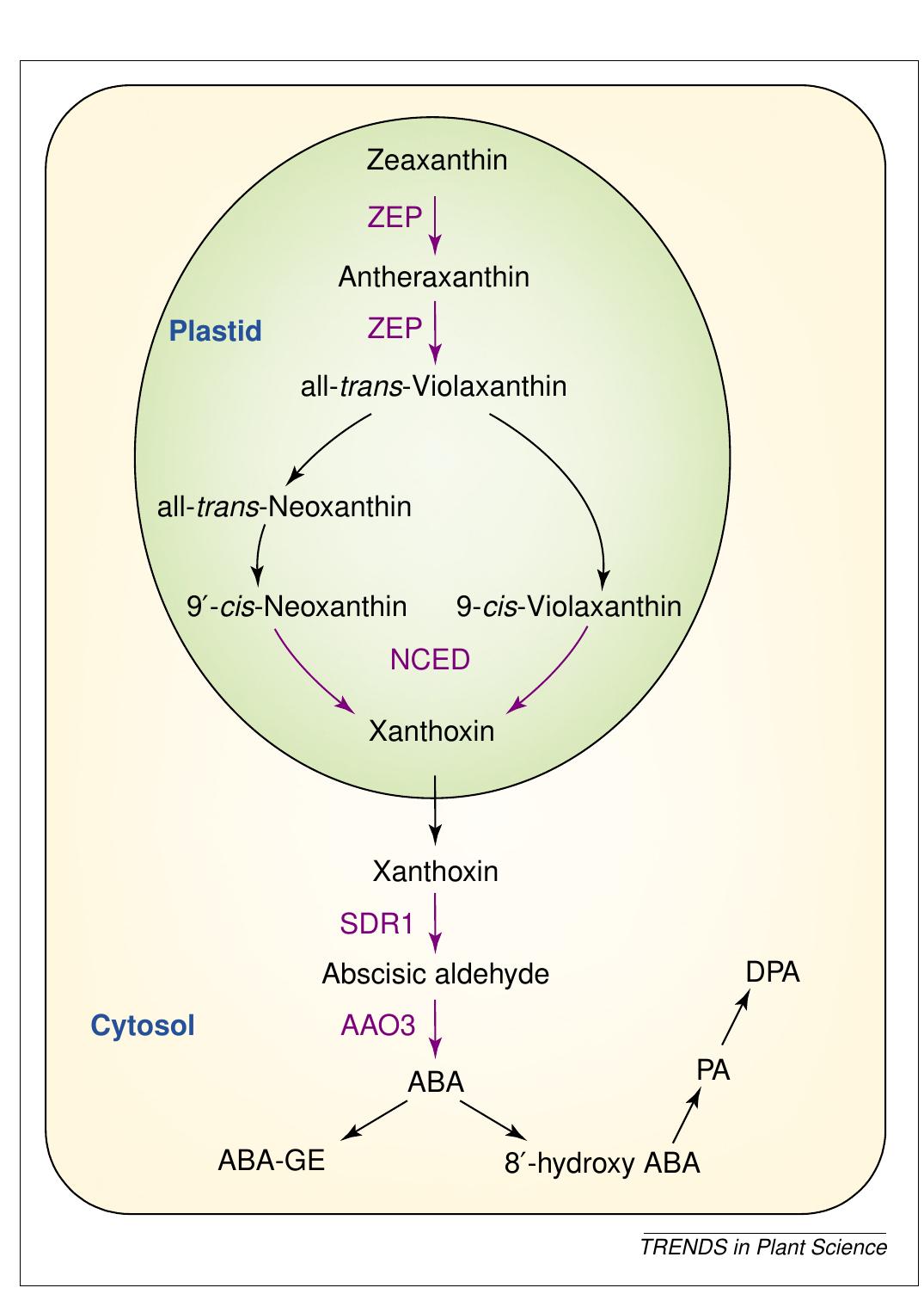 Abscisic acid (aba) biosynthesis pathway and main catabolic