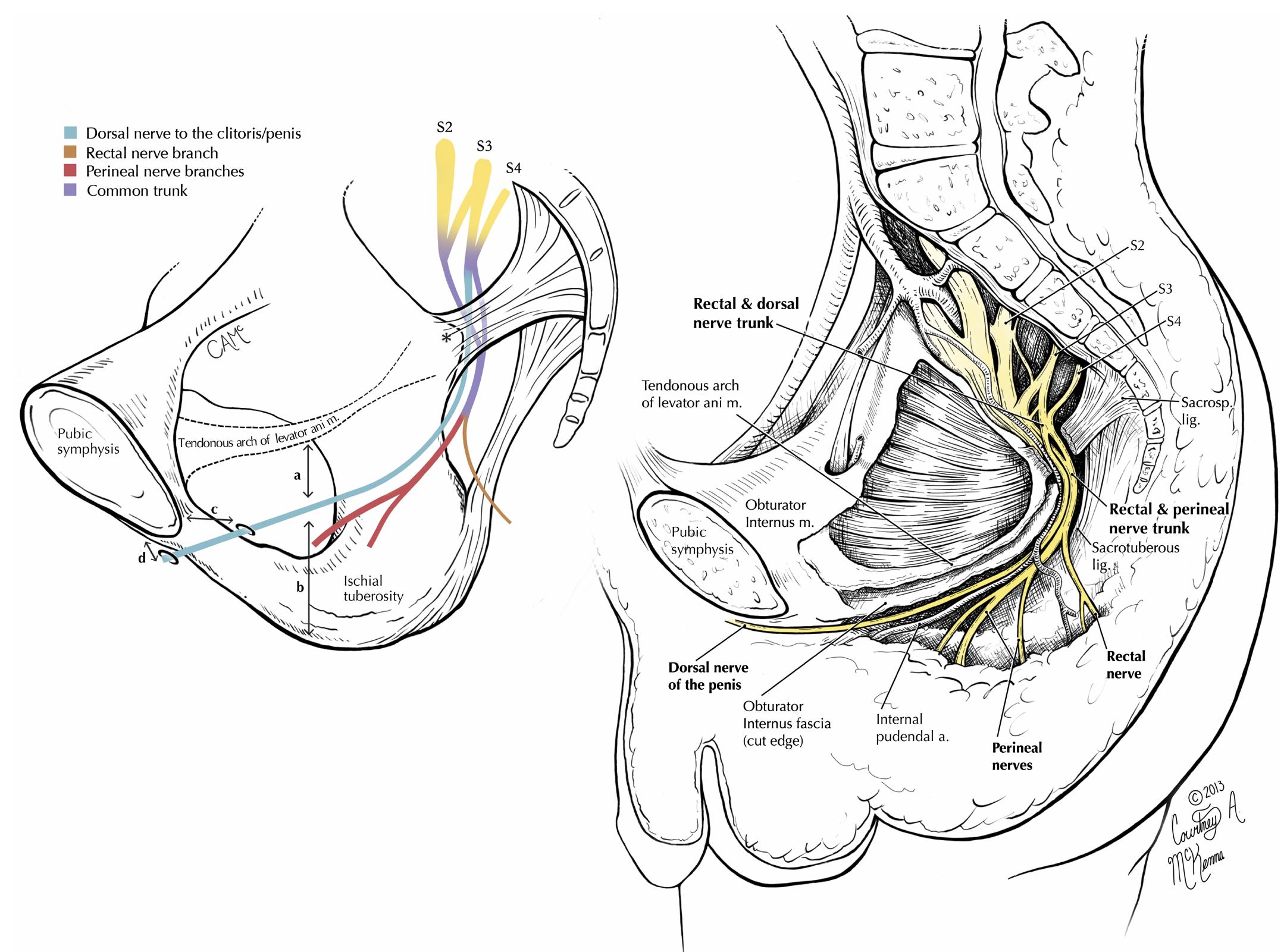Nerve fibers from sacral roots $3 and $4 joined to form the