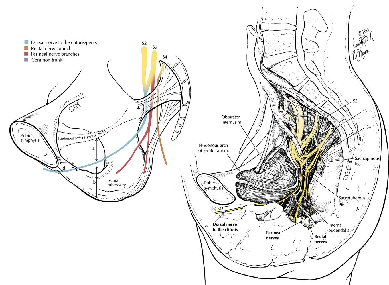 Fibers to the perineal branches and dorsal nerve to the