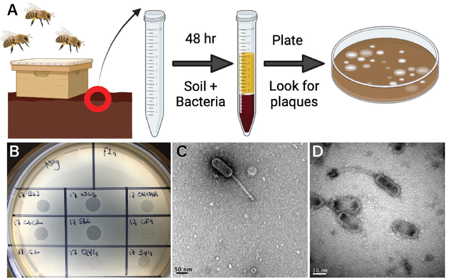 Phage discovery (a) schematic of phage enrichment and