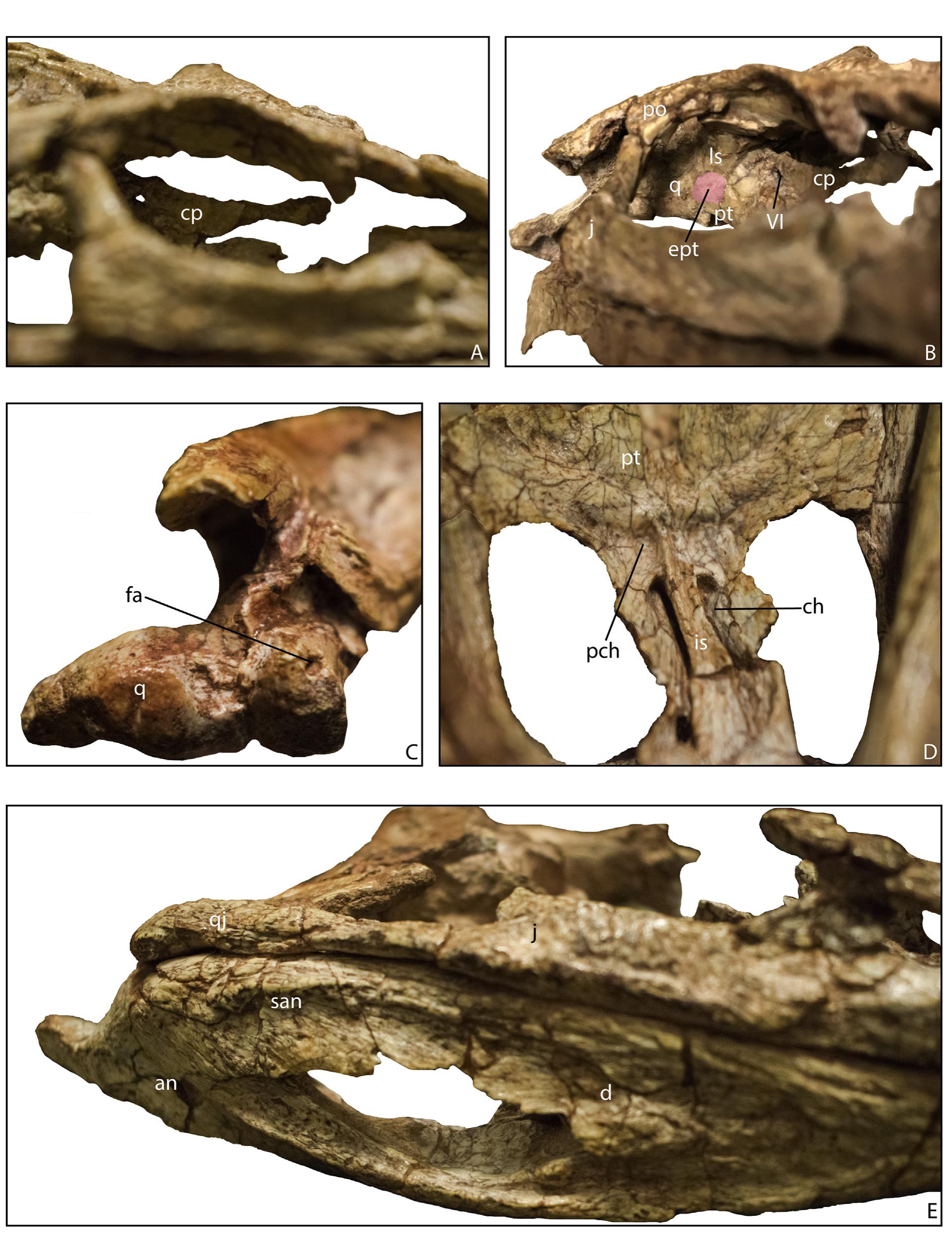 Photographs showing details of the cranial anatomy of