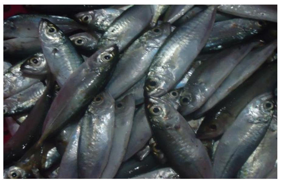 Big-eyed scad selar chromenaphalmus. and around ten (10)