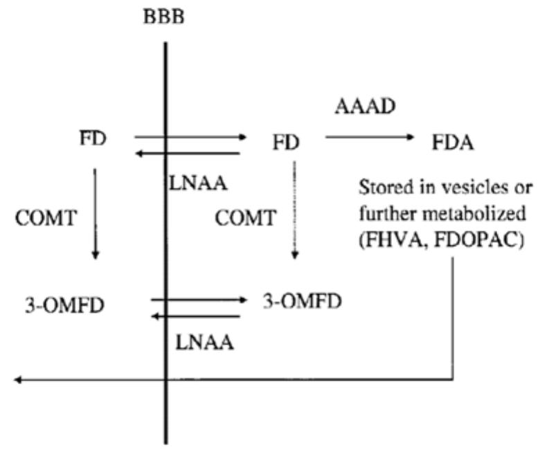 1: schematic diagram which illustrates the metabolism of