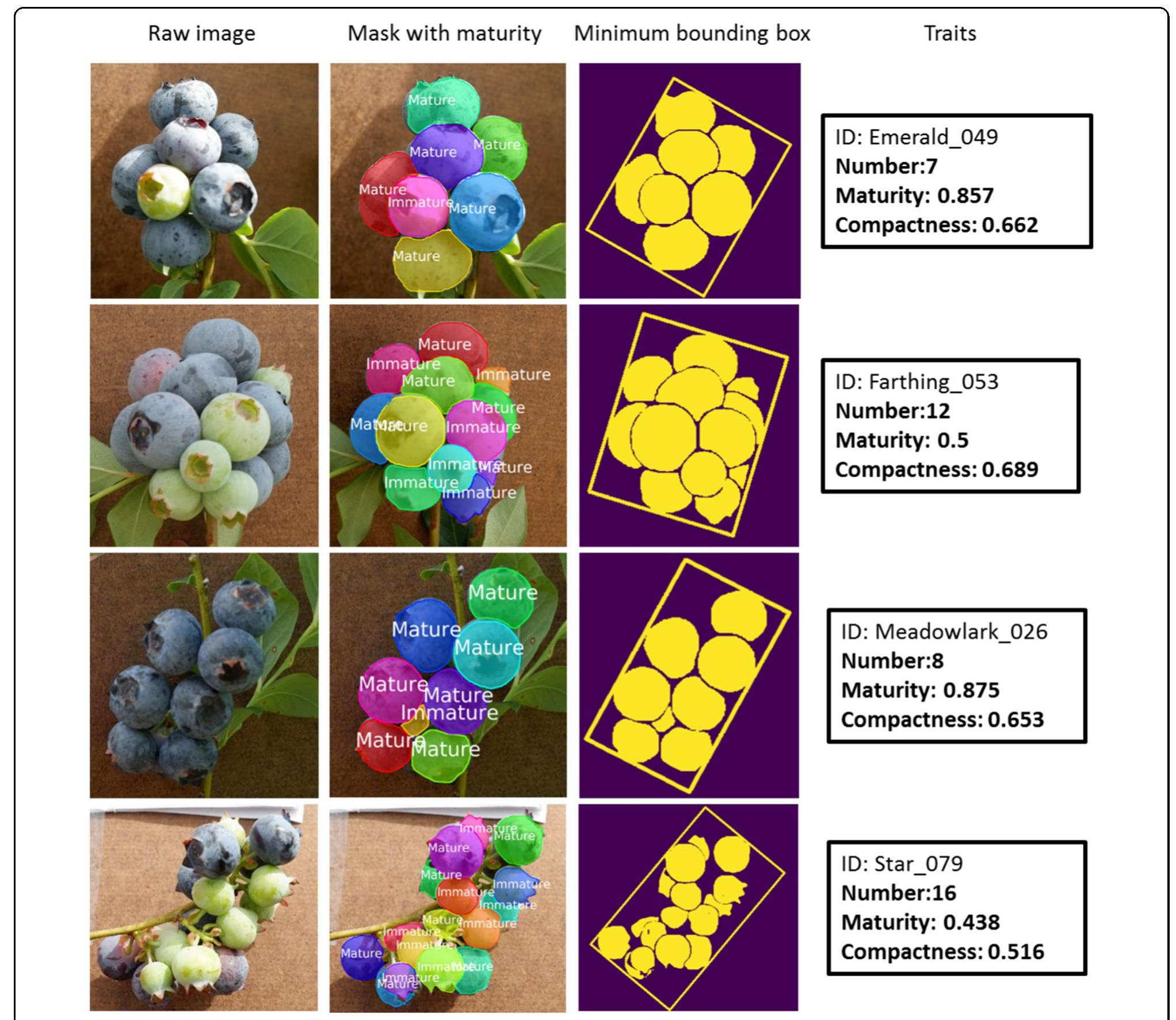 Detection examples for each cultivar with traits extraction.