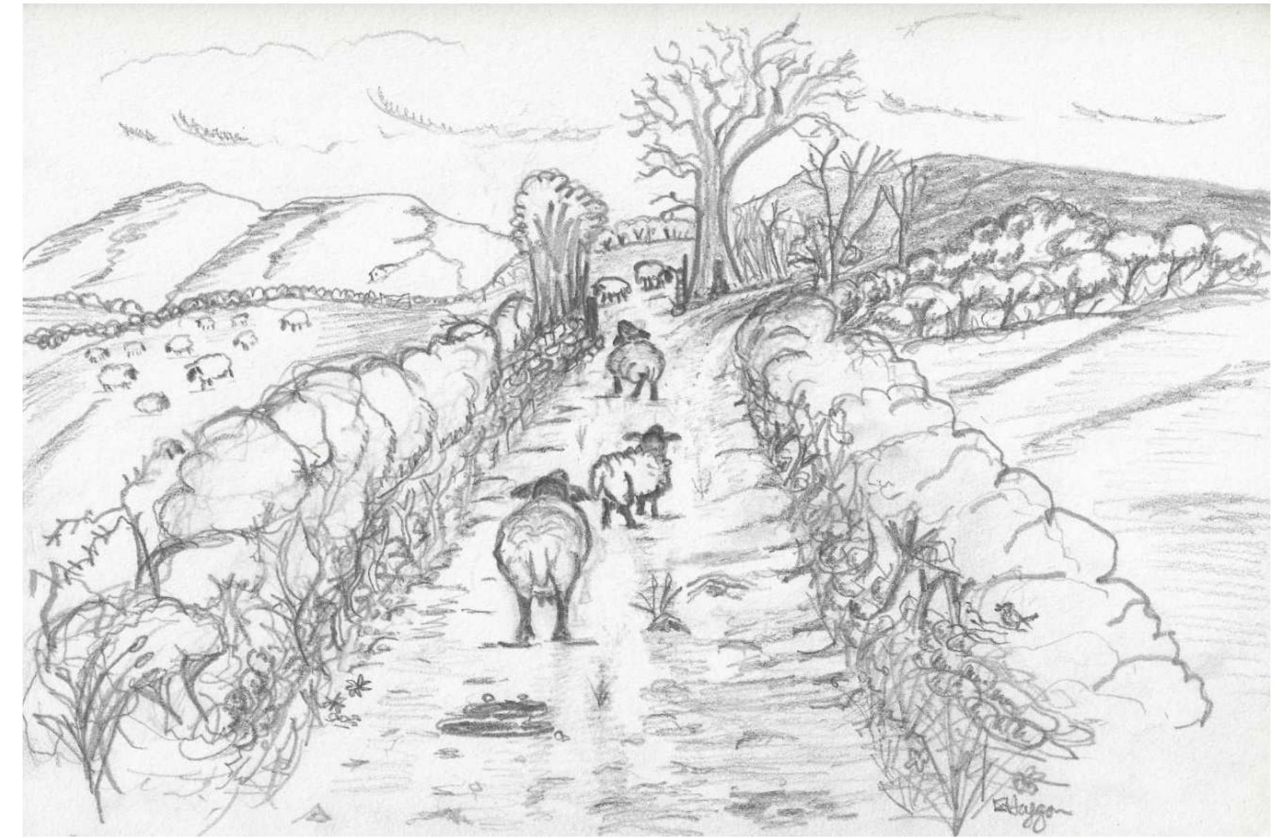 The parable of the sheep. pencil drawing by emily haggan,