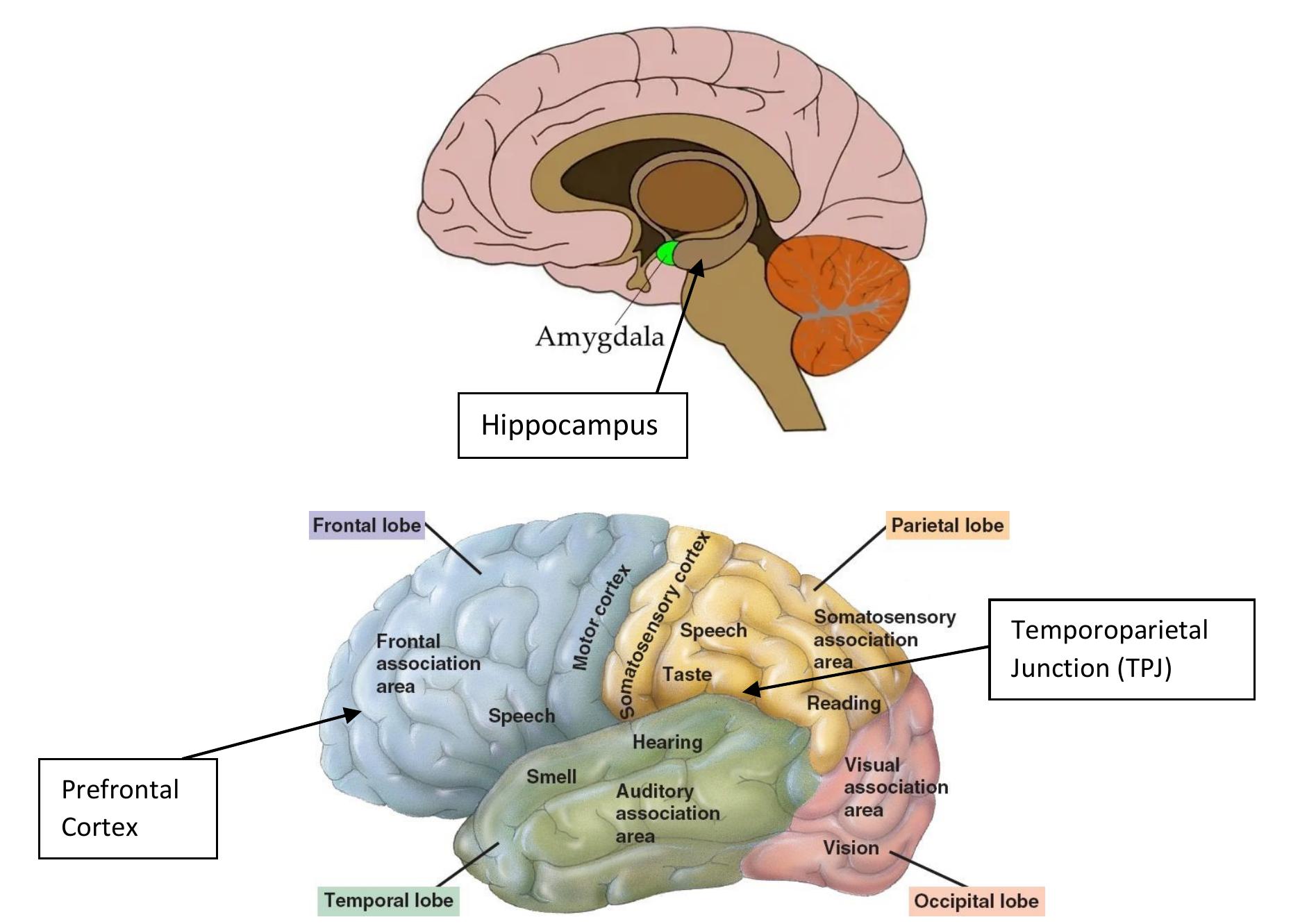 The location of hippocampus, amygdala, occipital cortex,