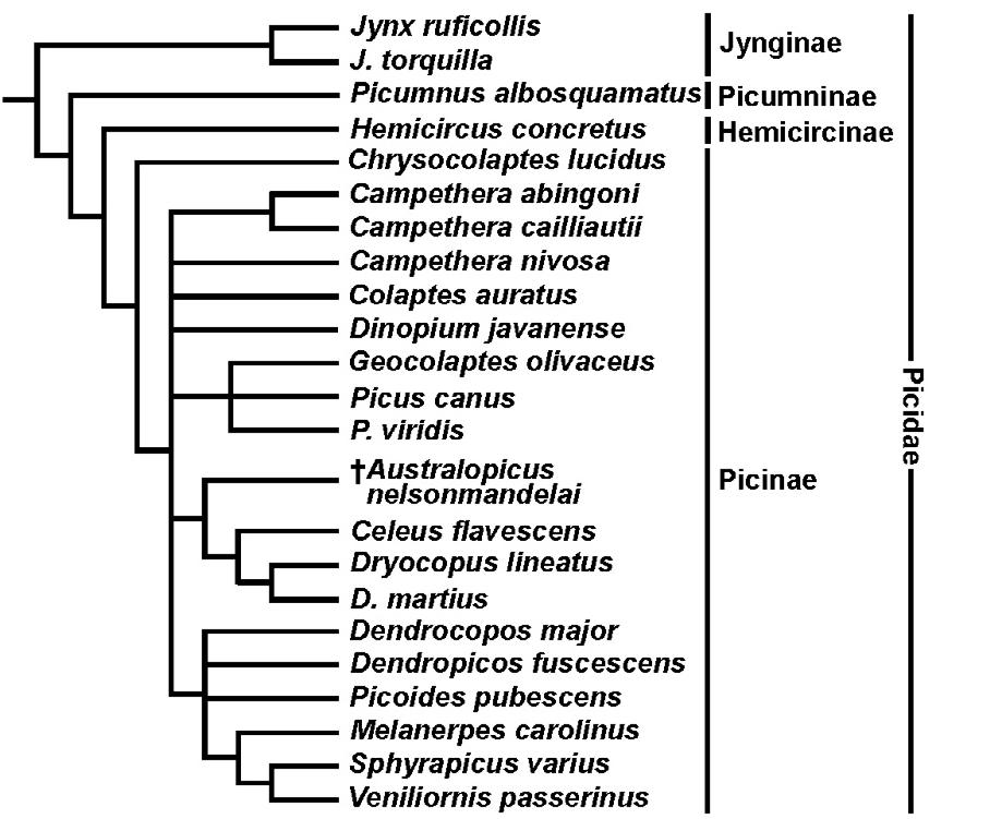 Simplified cladogram of woodpeckers (picidae) based on a