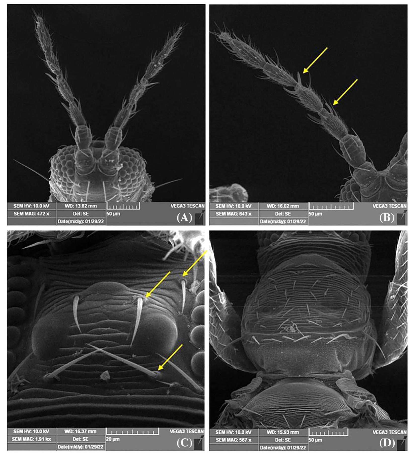 Sem images of thrips parvispinus. (a) antennae 7 segmented;