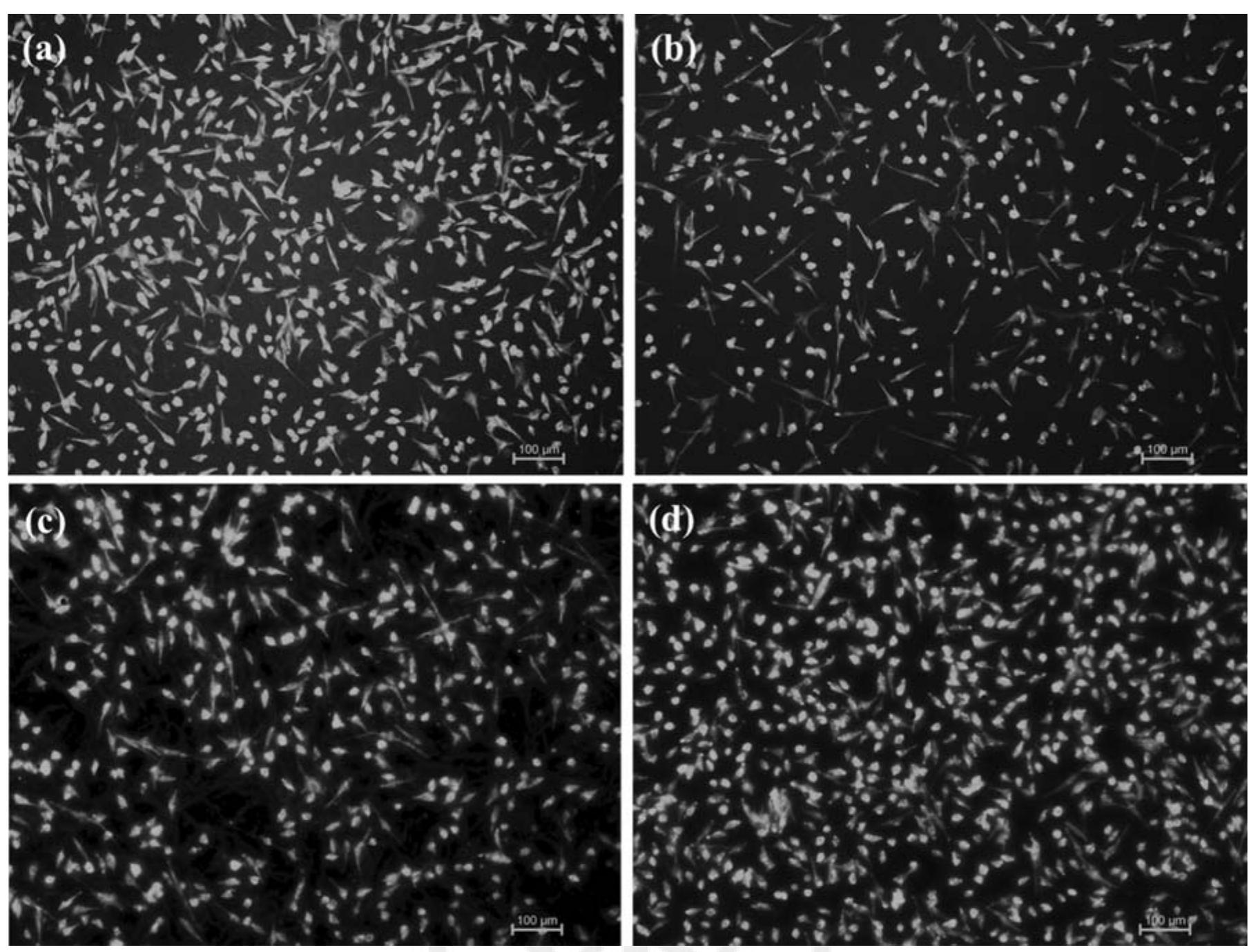 Fluorescence optical microscope images of l929 cells