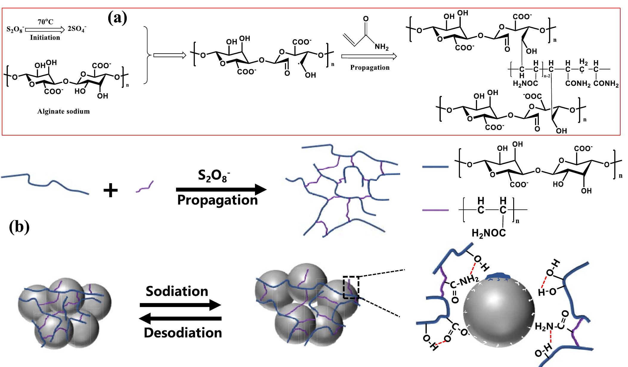 (a) schematic structure of the sa-g-pam binder. (b)