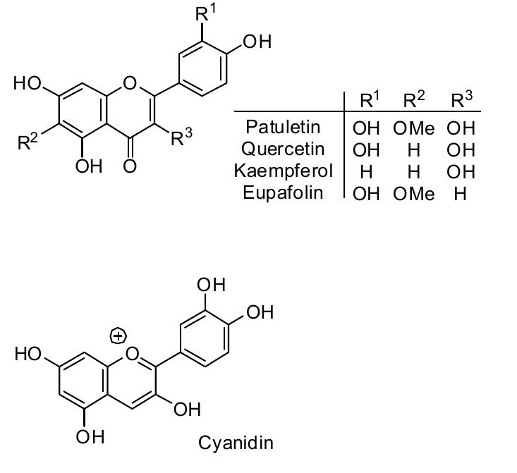 The most common flavonoid aglycones reported for kalanchoe