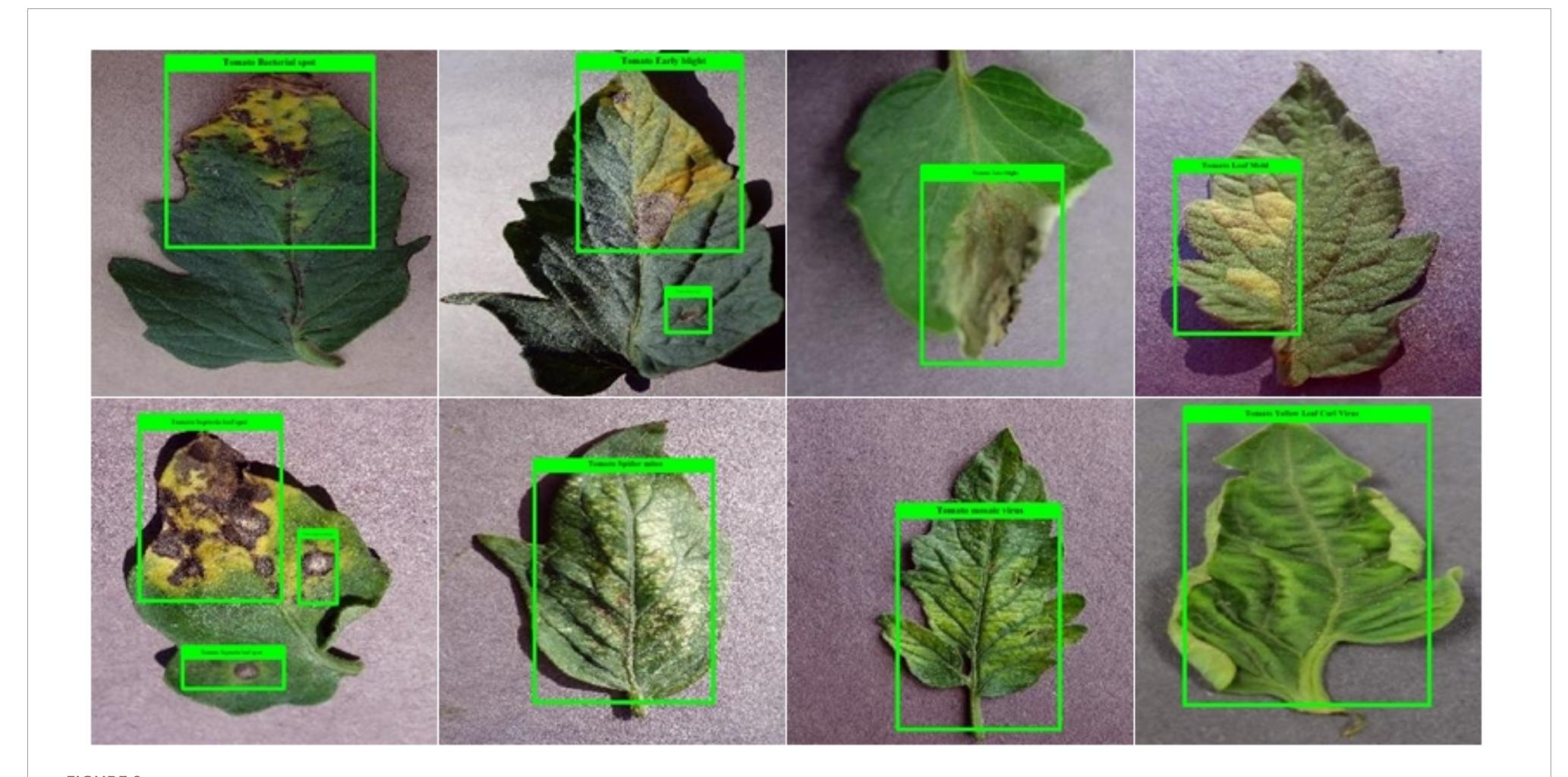 Example of annotated images of the tomato plant from the