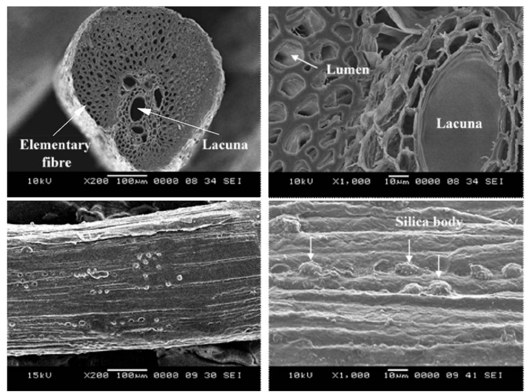 Sem images of (a) cross-section of a typical opefb; (b)