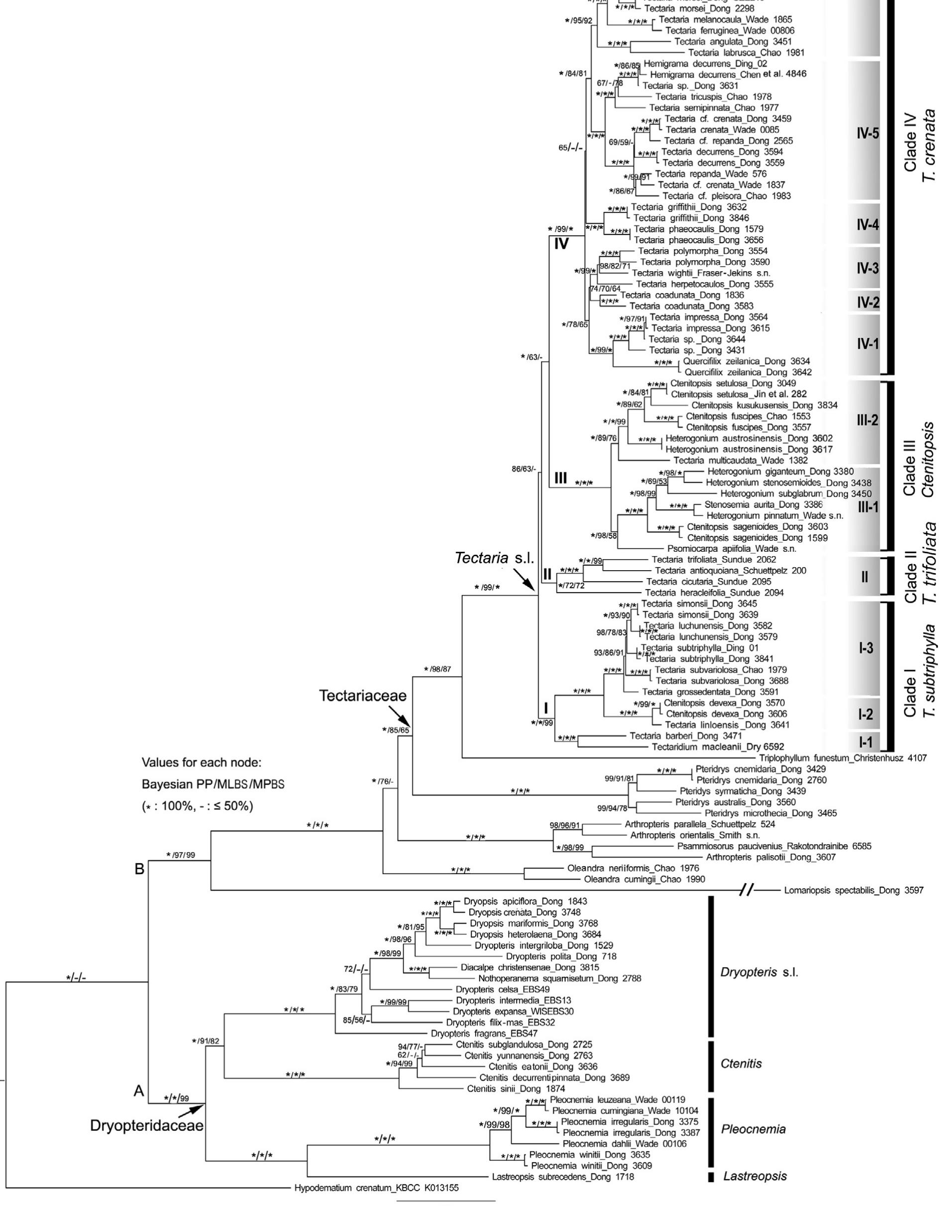 Figure 4 - Phylogeny and character evolution of the fern