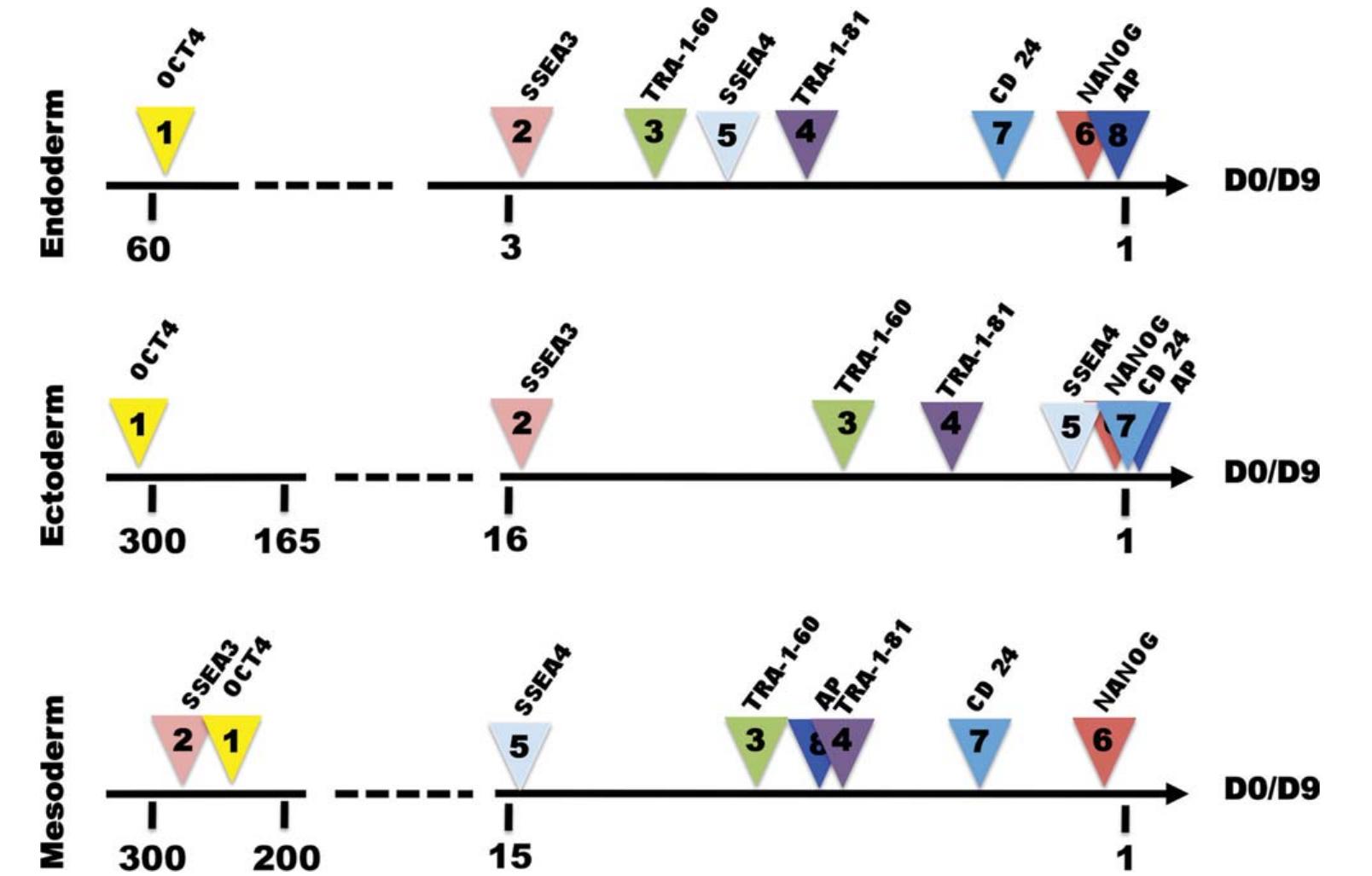 Schematic classification of pluripotency markers based on