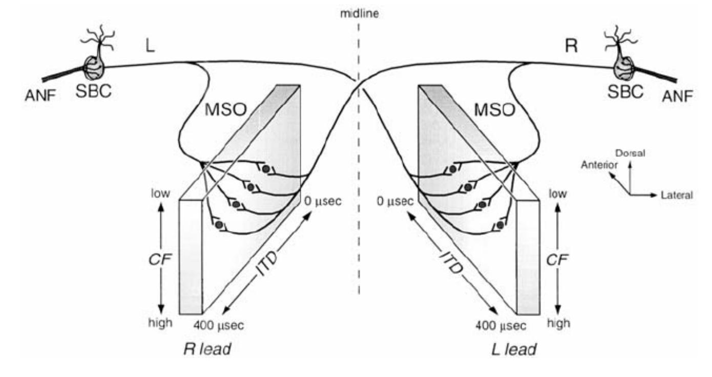 7: the schematic diagram shows the spatial map of the itd in