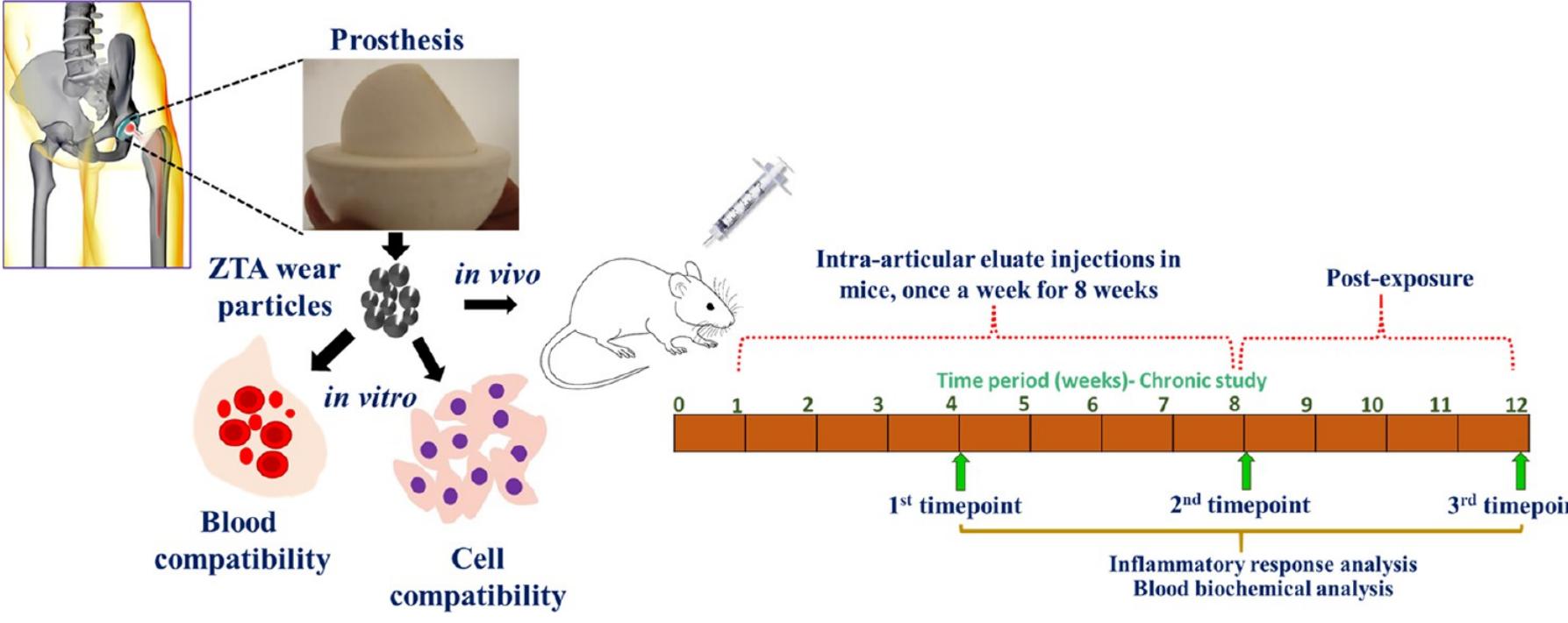 Schematic depicting the biological significance of the