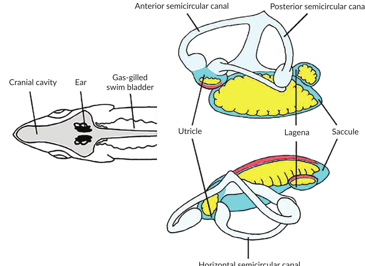 Schematic drawing of the ear of gadus morhua (anterior is to