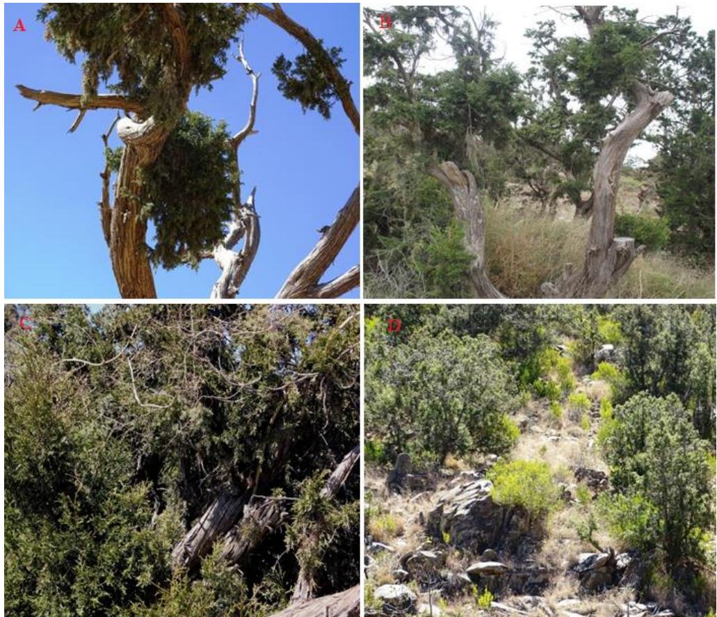 Figure 4 - from Status of Dieback of Juniperus Procera