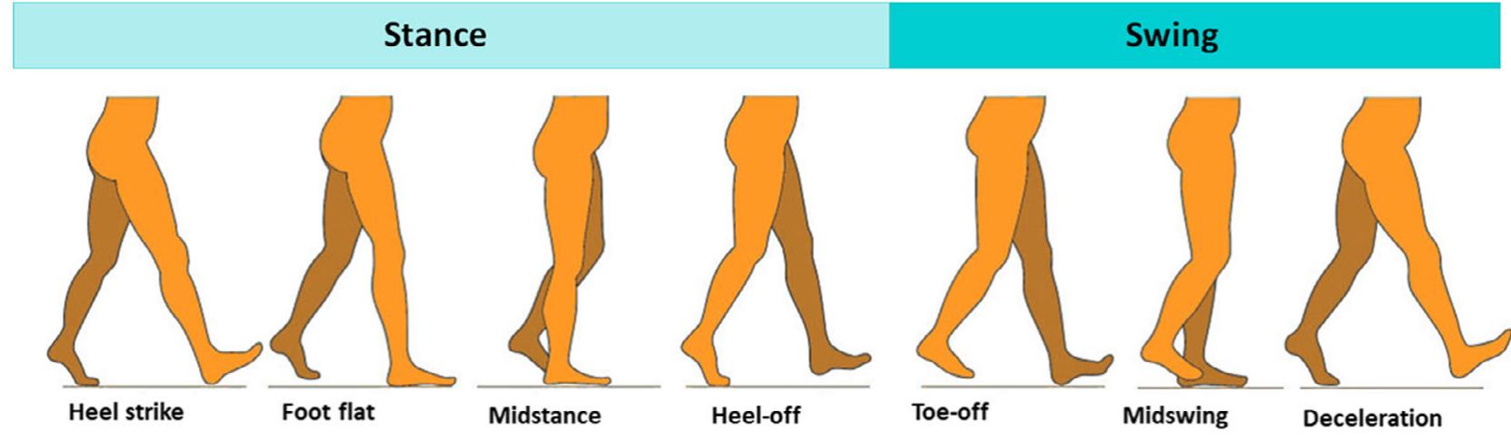 A typical gait diagram showing the stance and swing
