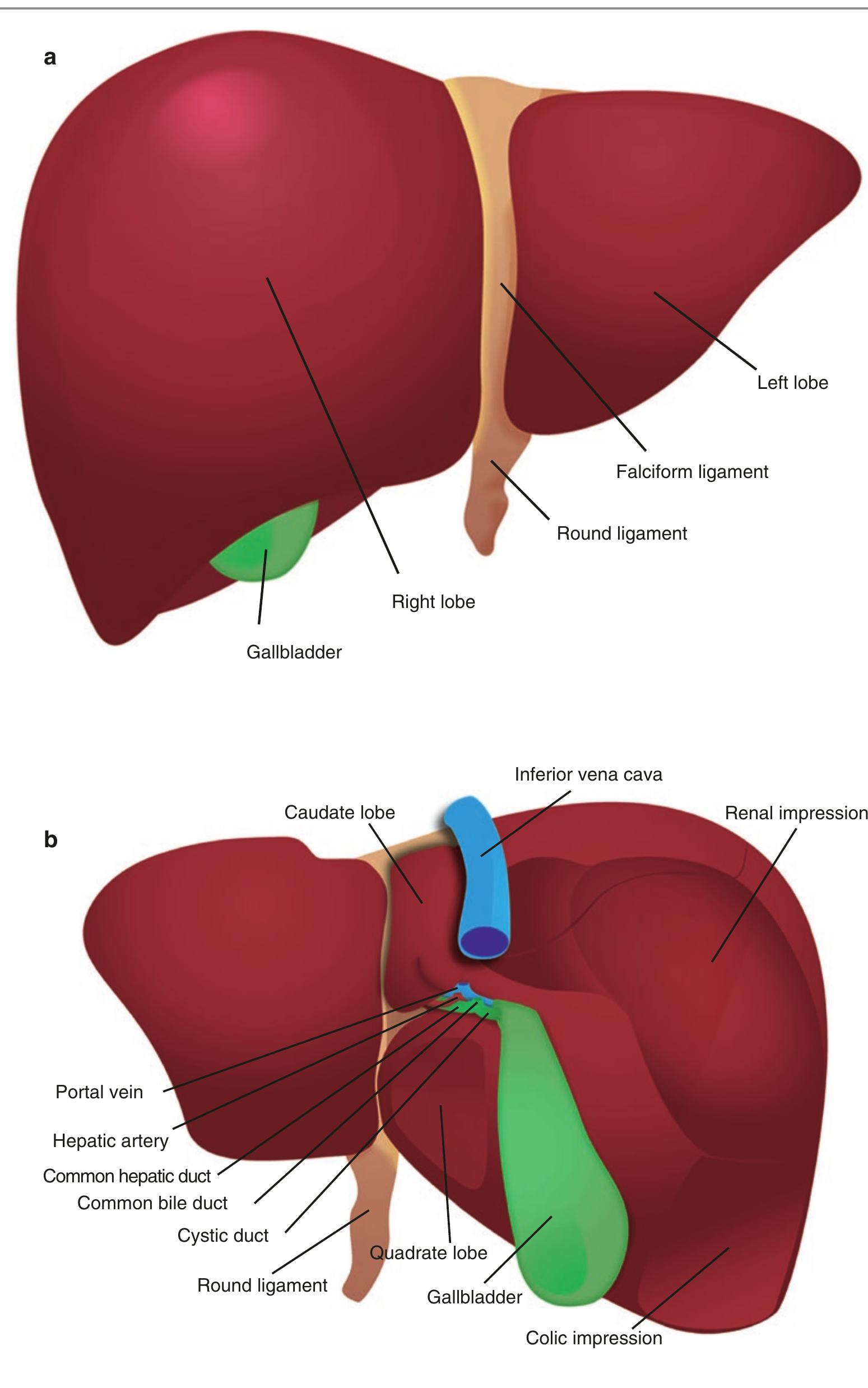 Hepatic arterial flow, which is termed hepatic arterial