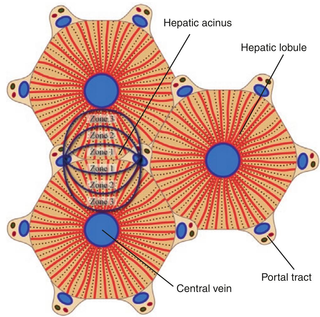 8 a schematic representation of the classic hepatic lobule