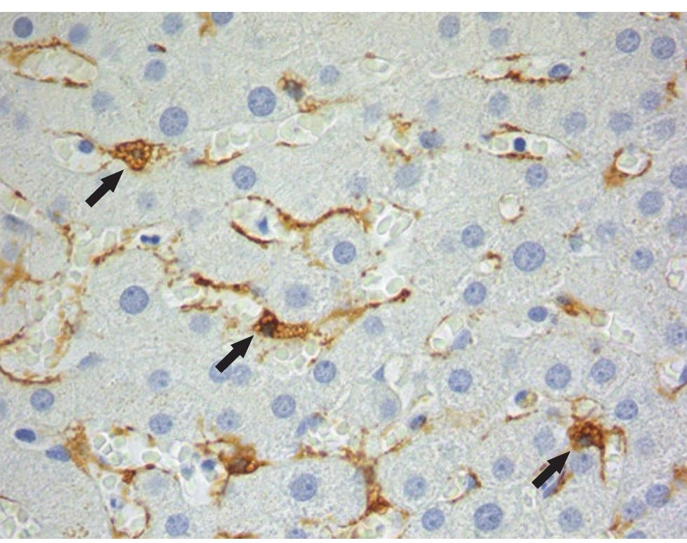 Figure 15 - The Anatomy and Histology of the Liver and
