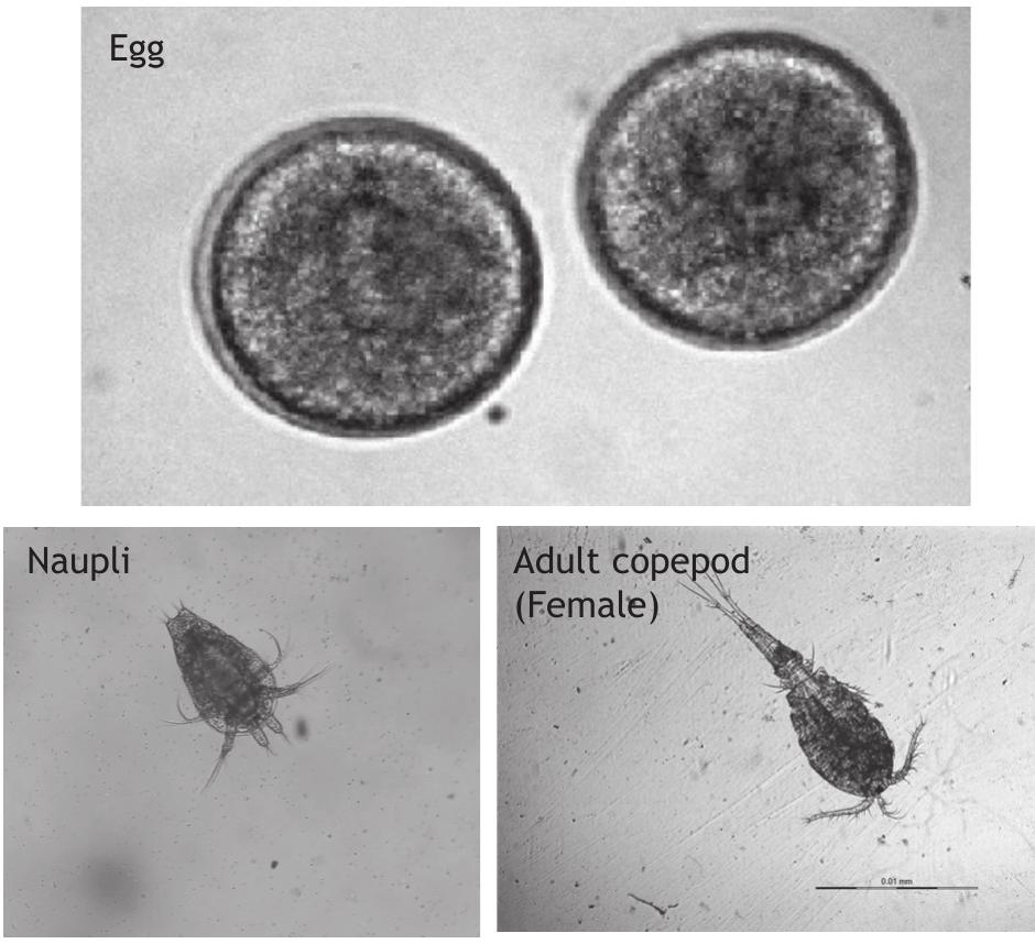 Different life stages of the copepod life cycle of hatchery