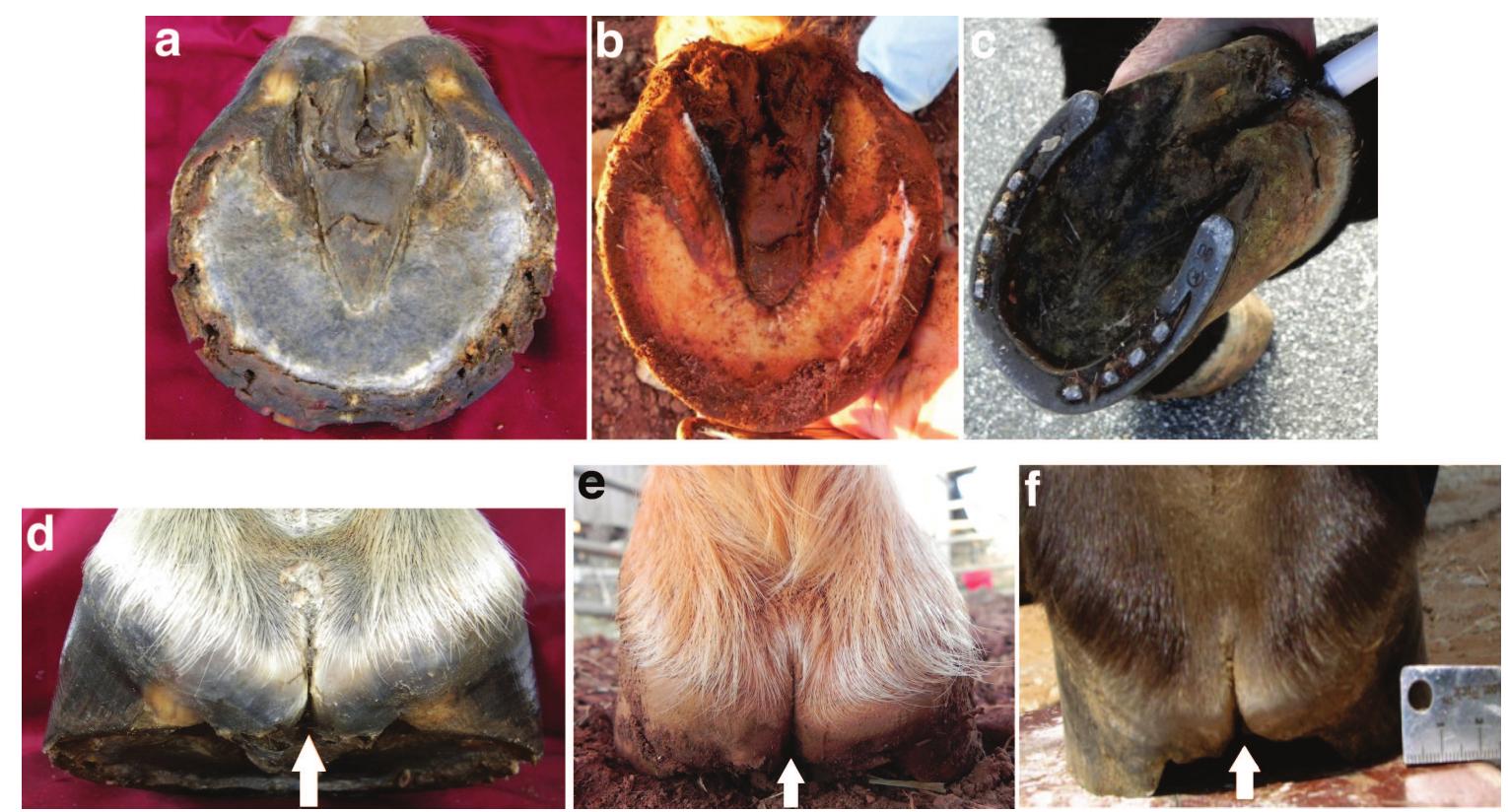 The central sulci of hooves shown in images a, b, and c are
