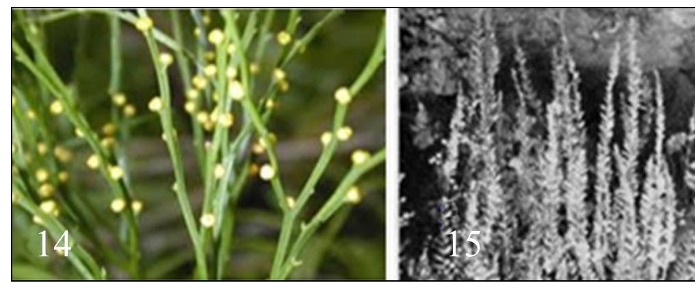 Psilopsida; figure 15: fossil of psilopsida figure 12: