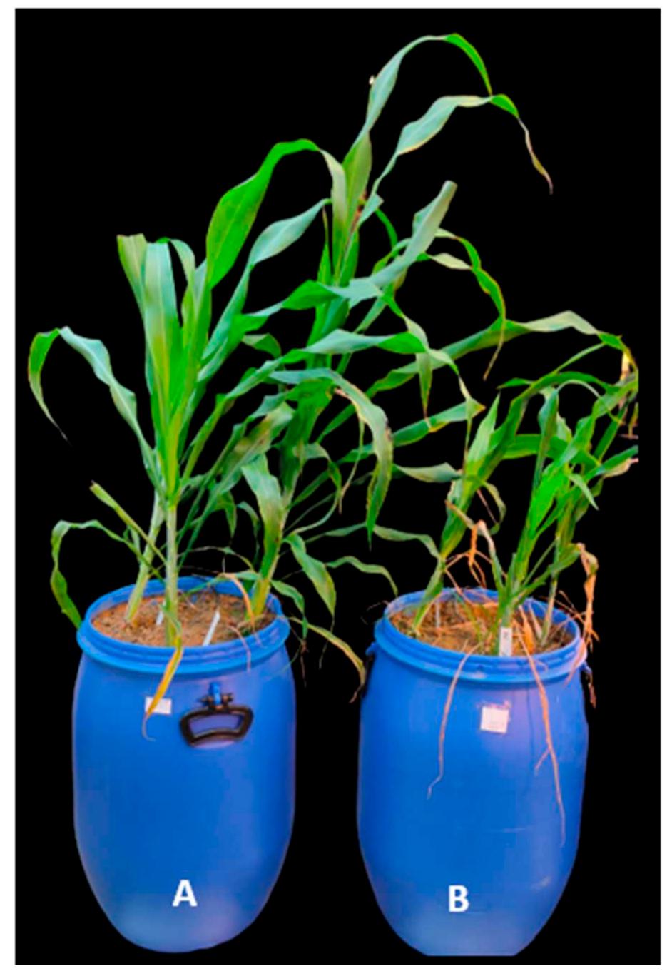 Picture showing plants in well-watered (a) vs. early drought