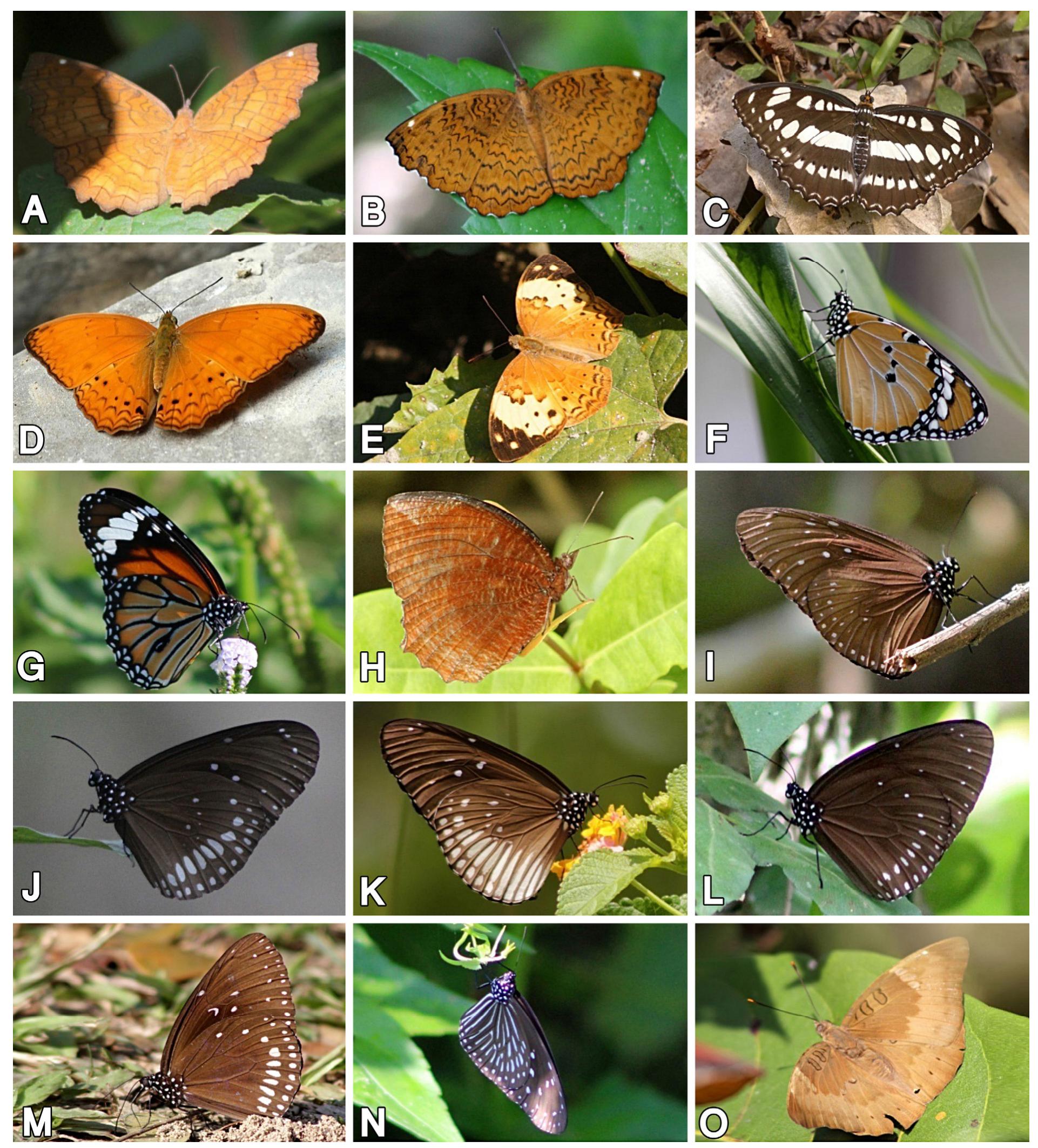 Figure 7 - from Species diversity and habitat preference of