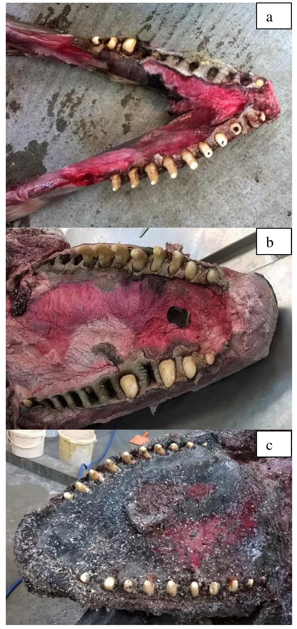 Plate 1. occlusal views of the jaws of wild killer whales