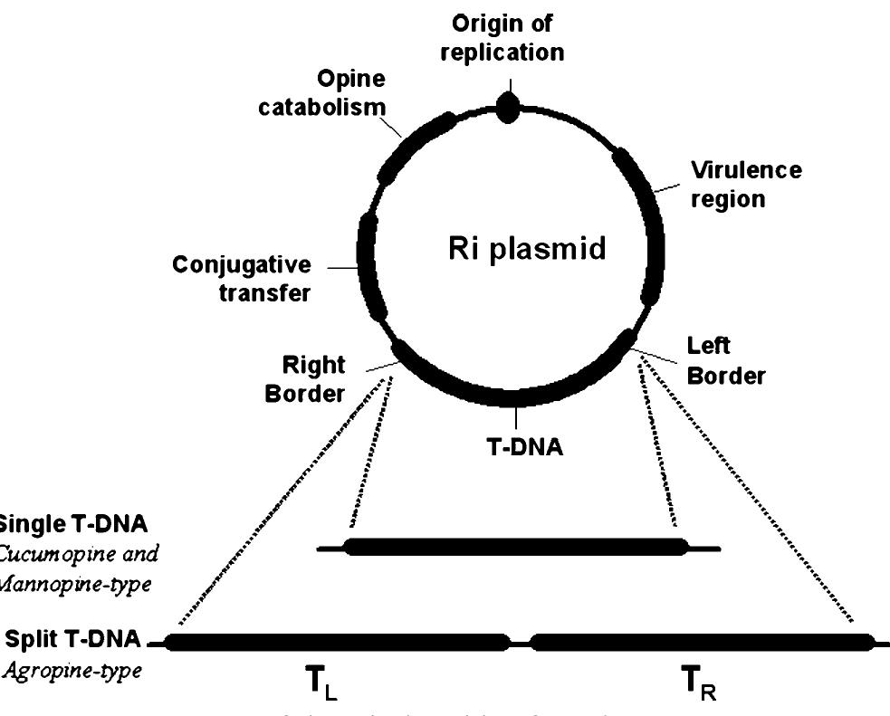 (PDF) Agrobacterium rhizogenes: recent developments and promising ...