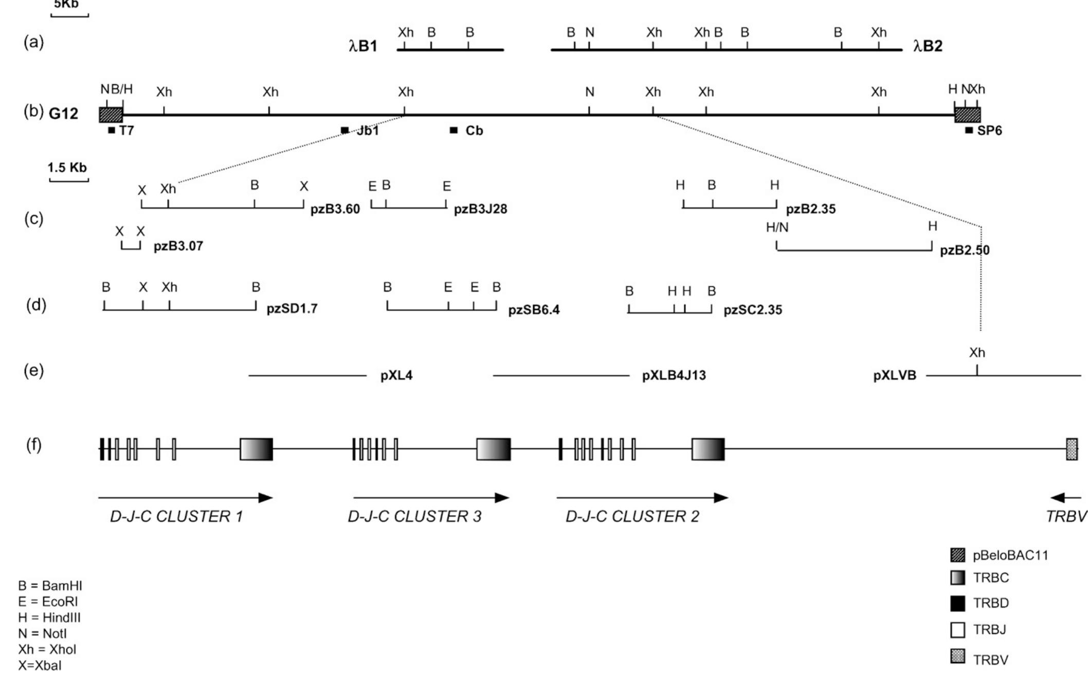 Schematic maps of \b1, \b2 phage (a) and g12 bac (b) clones