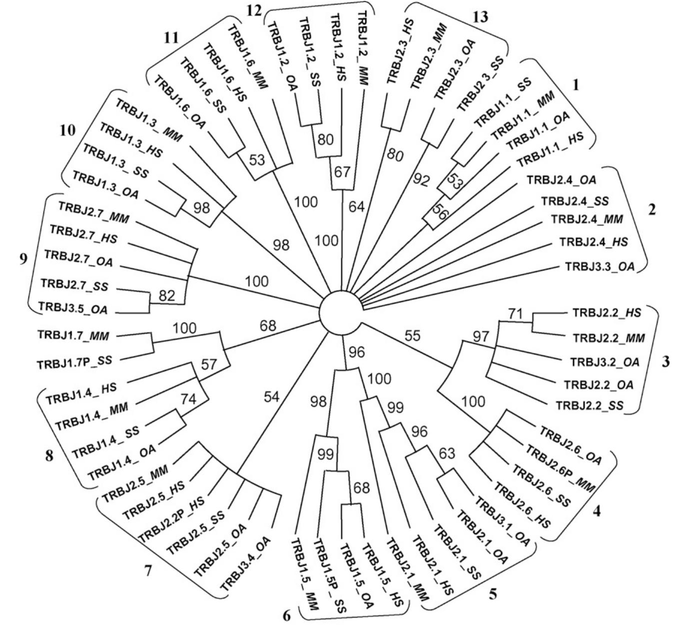 The bayesian phylogenetic tree of mammalian trbj genes,
