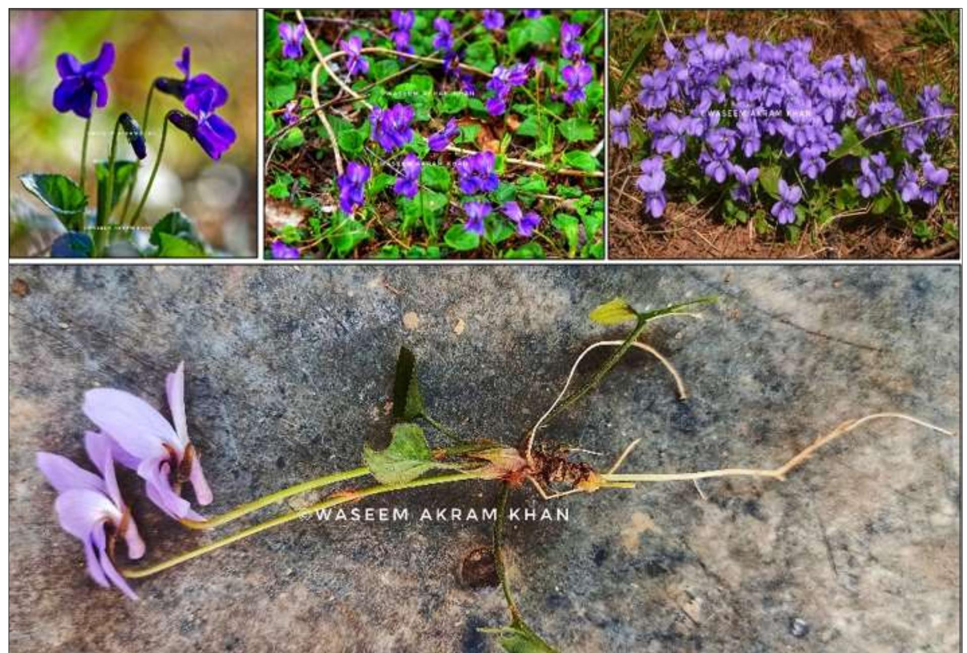 (PDF) Sweet Violet (Viola odorata L.) Banafsha a medicinal plant in ...