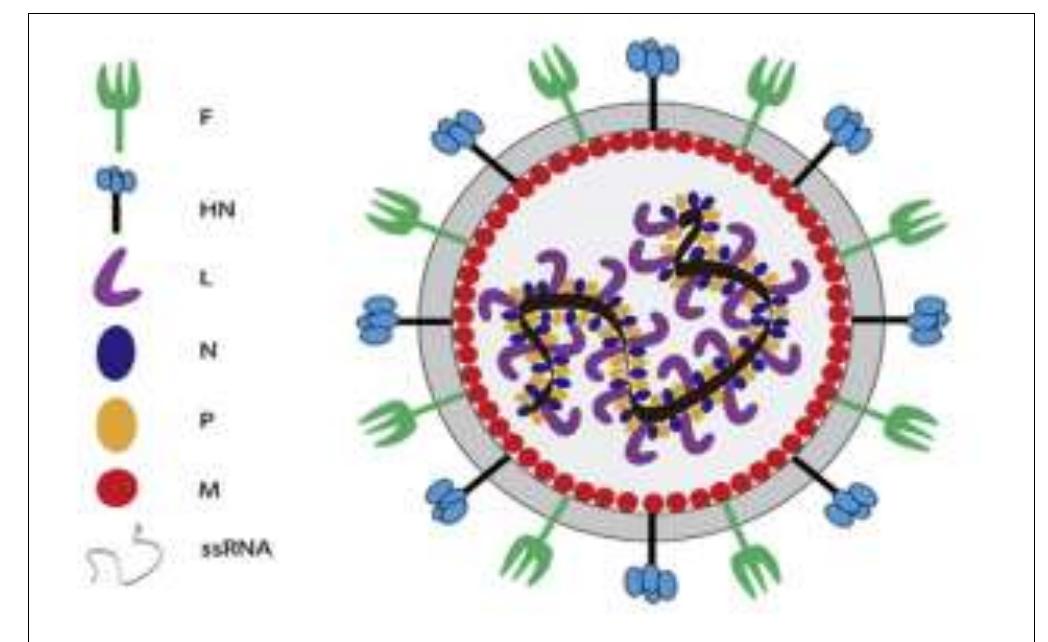 Morphological structure of newcastle disease virus (source: