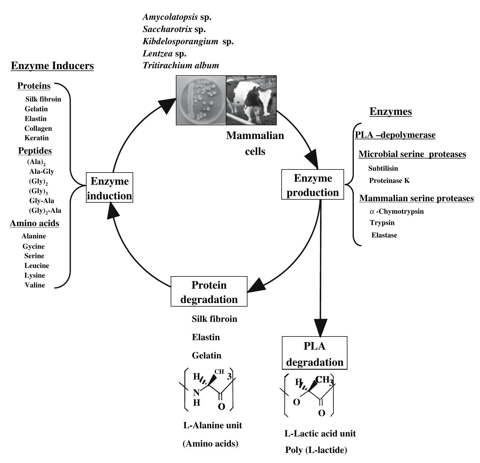 Schematic diagram for the production, degradation, and