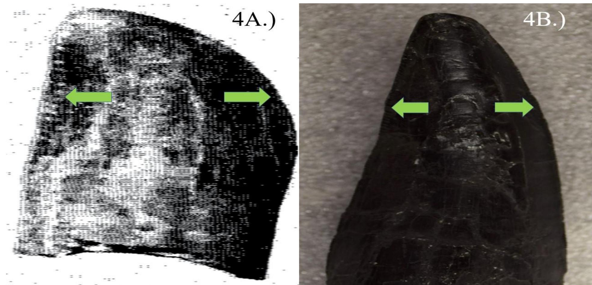 Posterior/lingual/distal views of 4a.) ucmp 119853, and 4b.)