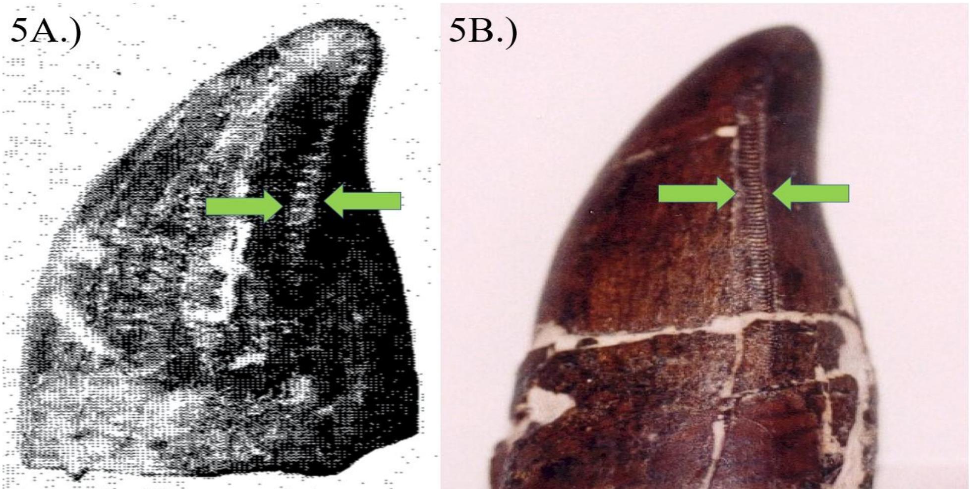 Lateral views of 5a.) ucmp 119853, and 5b.) first