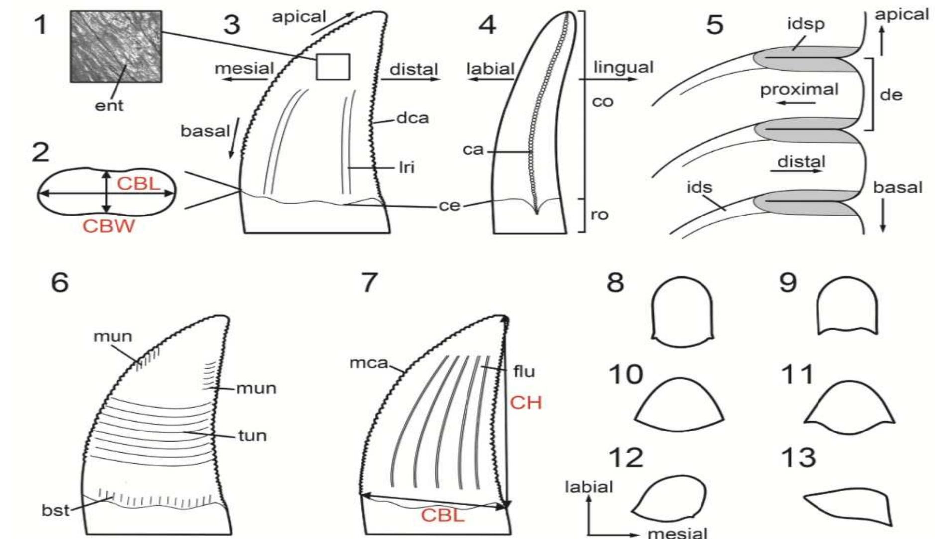 Anatomical, directional, and morphometric terminology used