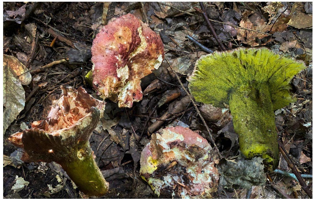 Hypomyces luteovirens tul. & c. tul (1860) these different