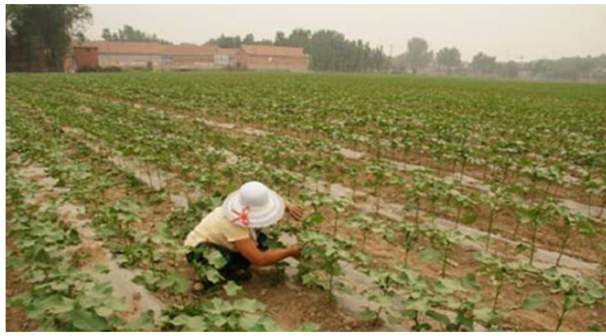 2 planting with mulching technology