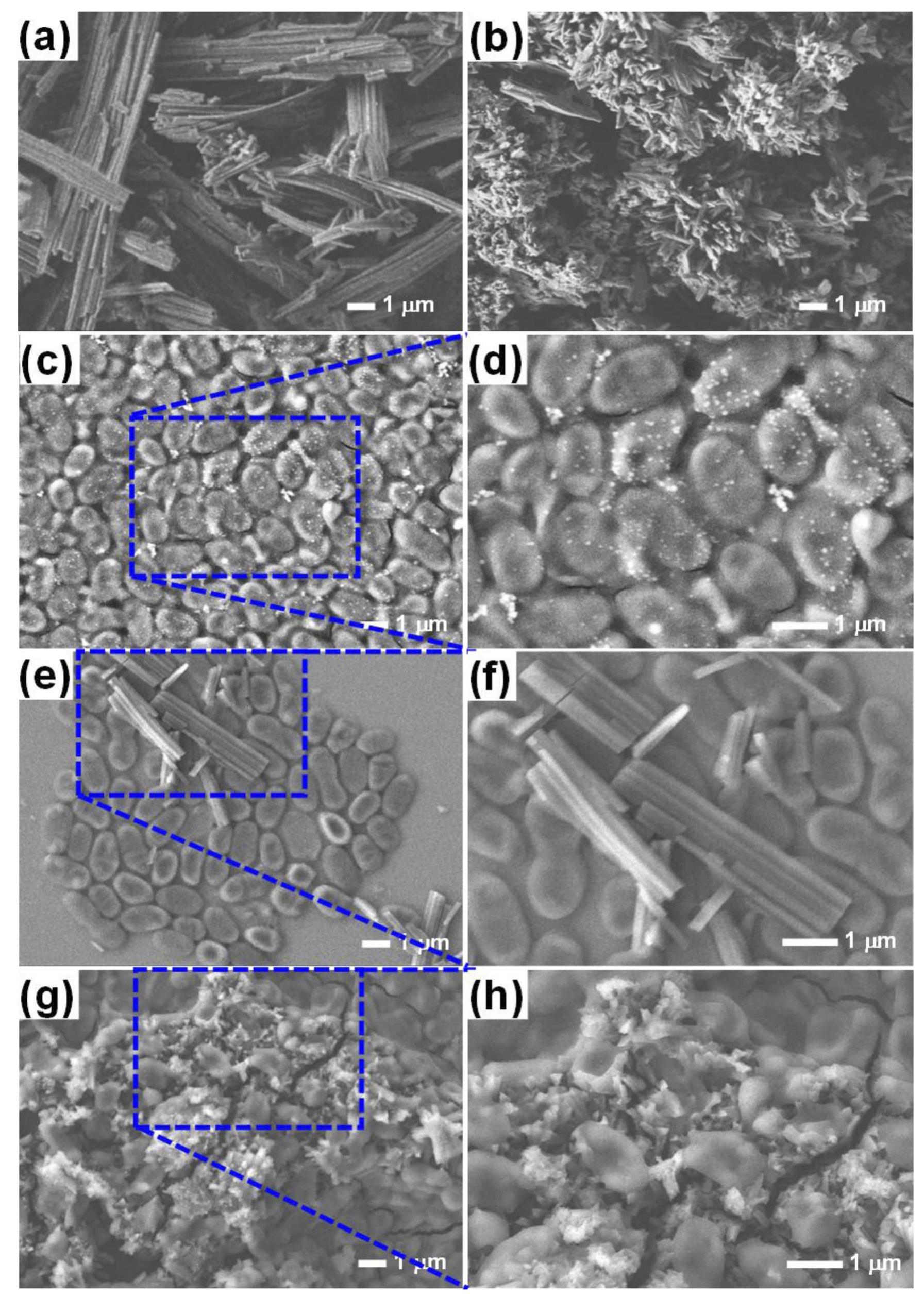 Sem images of (a) alqz as rec, (b) alqz np, (c and d) mrsa