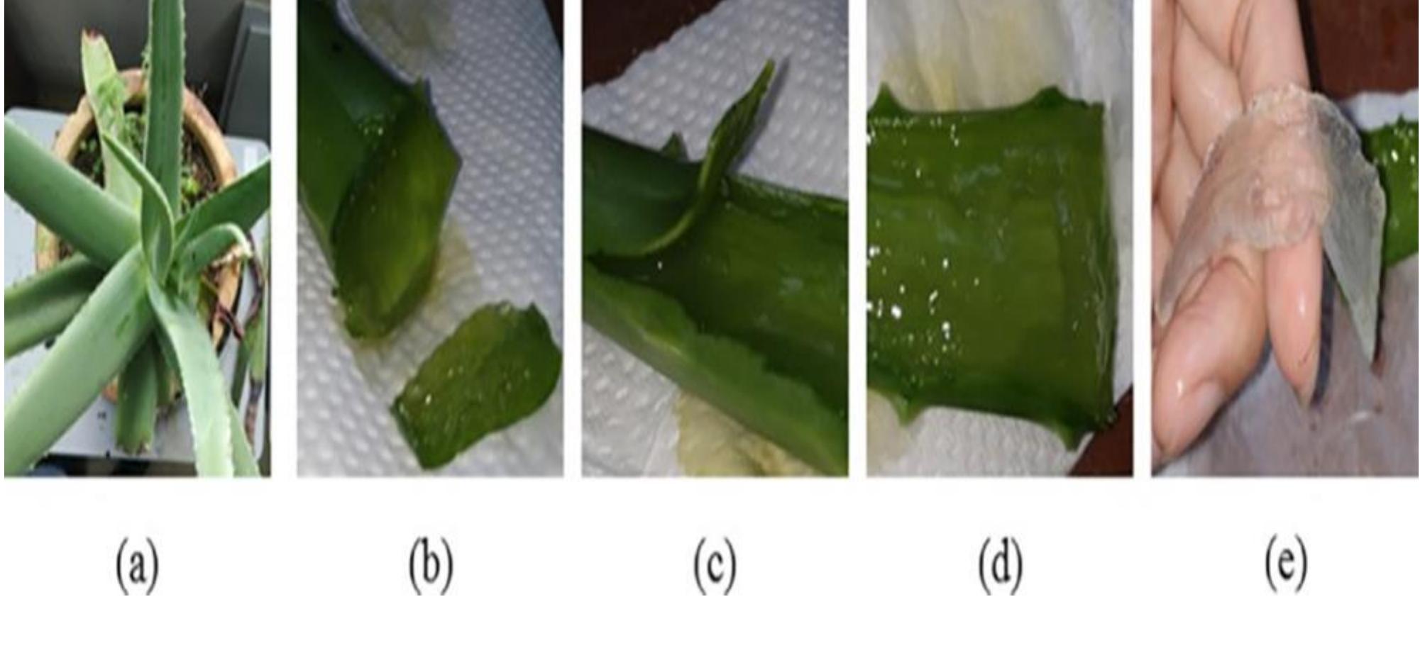 | anatomy of the aloe vera plant.