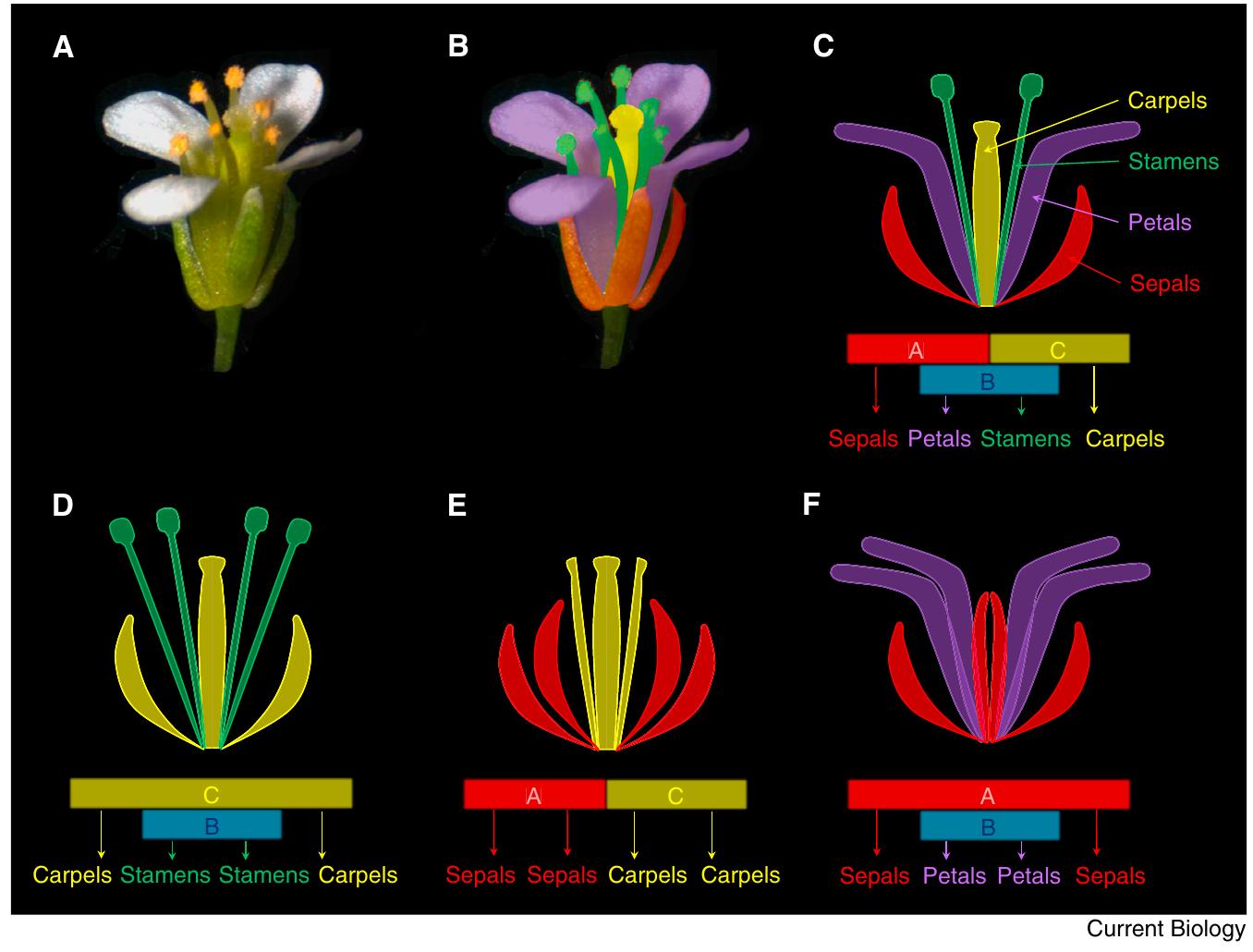 The abc model. the abc model was first explicitly