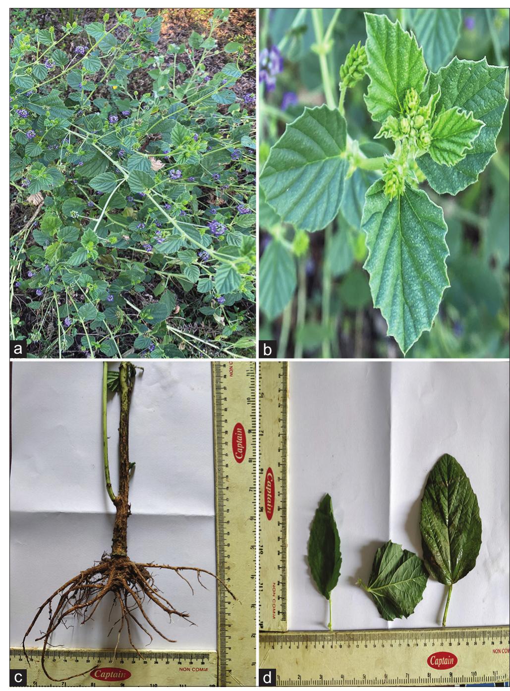 Morphology of whole plant of bakuchi. (a) whole plant of